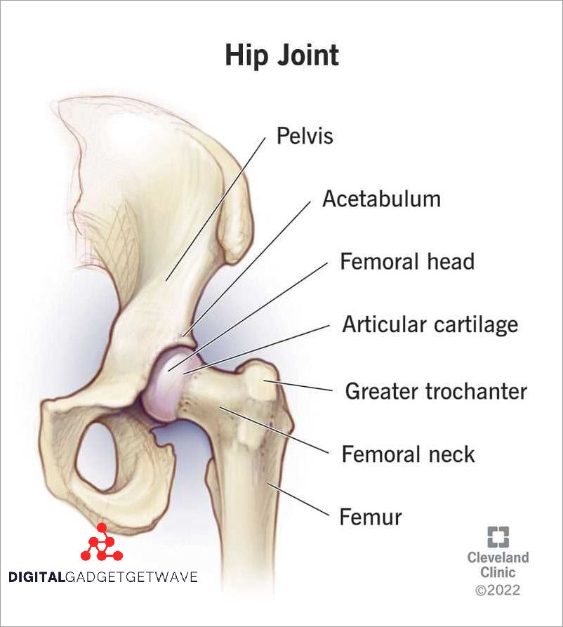Understanding The Hips Definition Functionality And Significance Understanding The Hips Definition Functionality And Significance